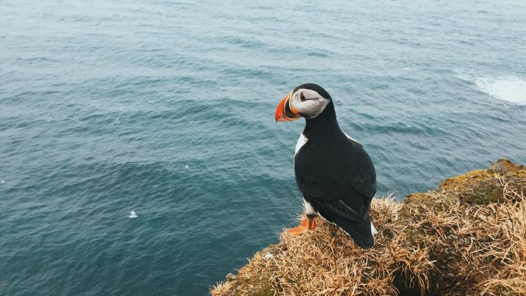 PUFFIN SEASON HAS ARRIVED!