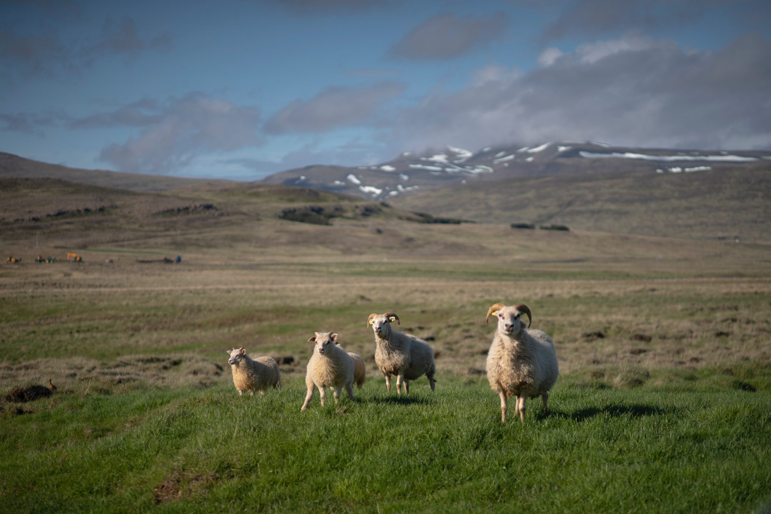 Réttir - the annual sheep round-up