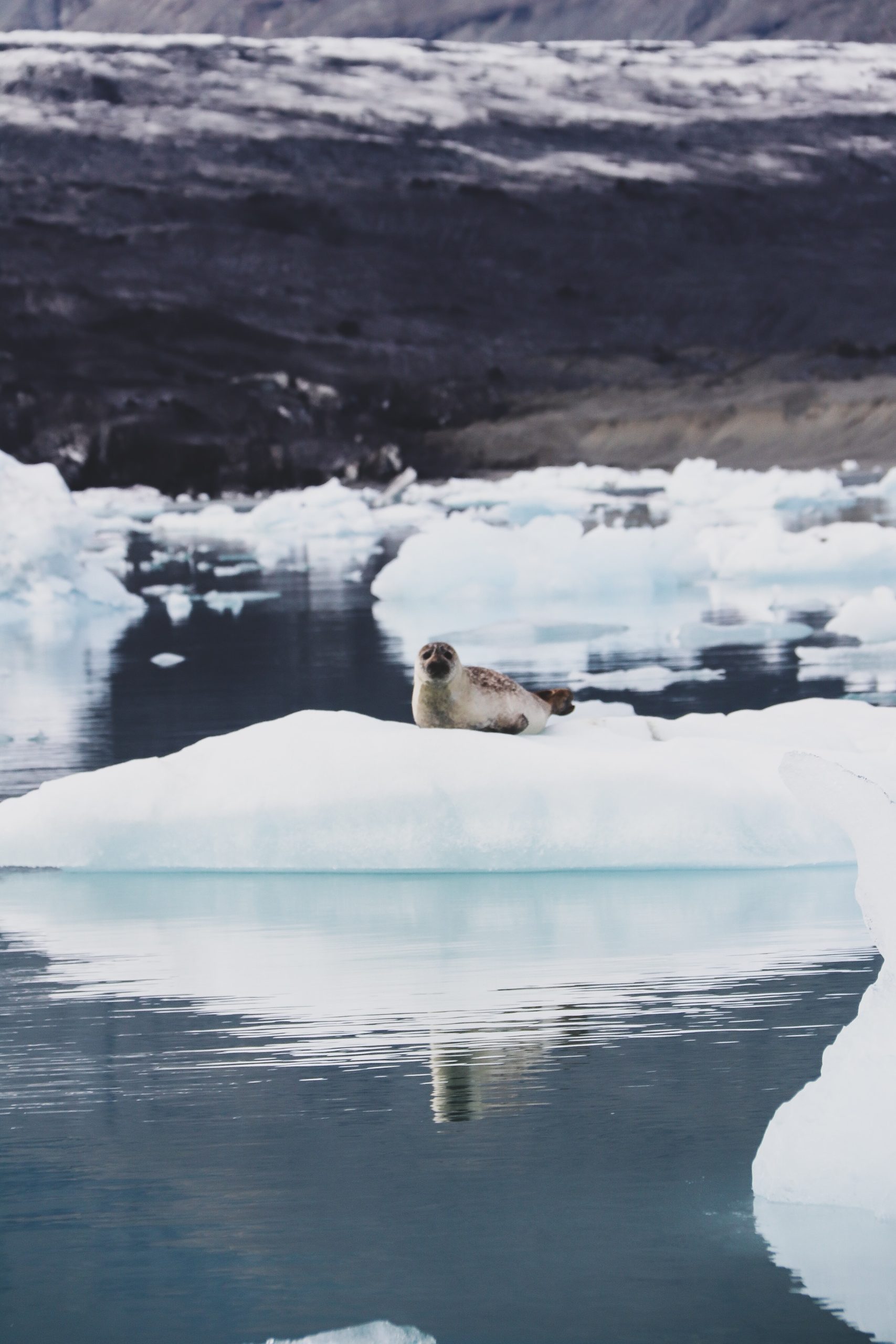 SEALS IN ICELAND
