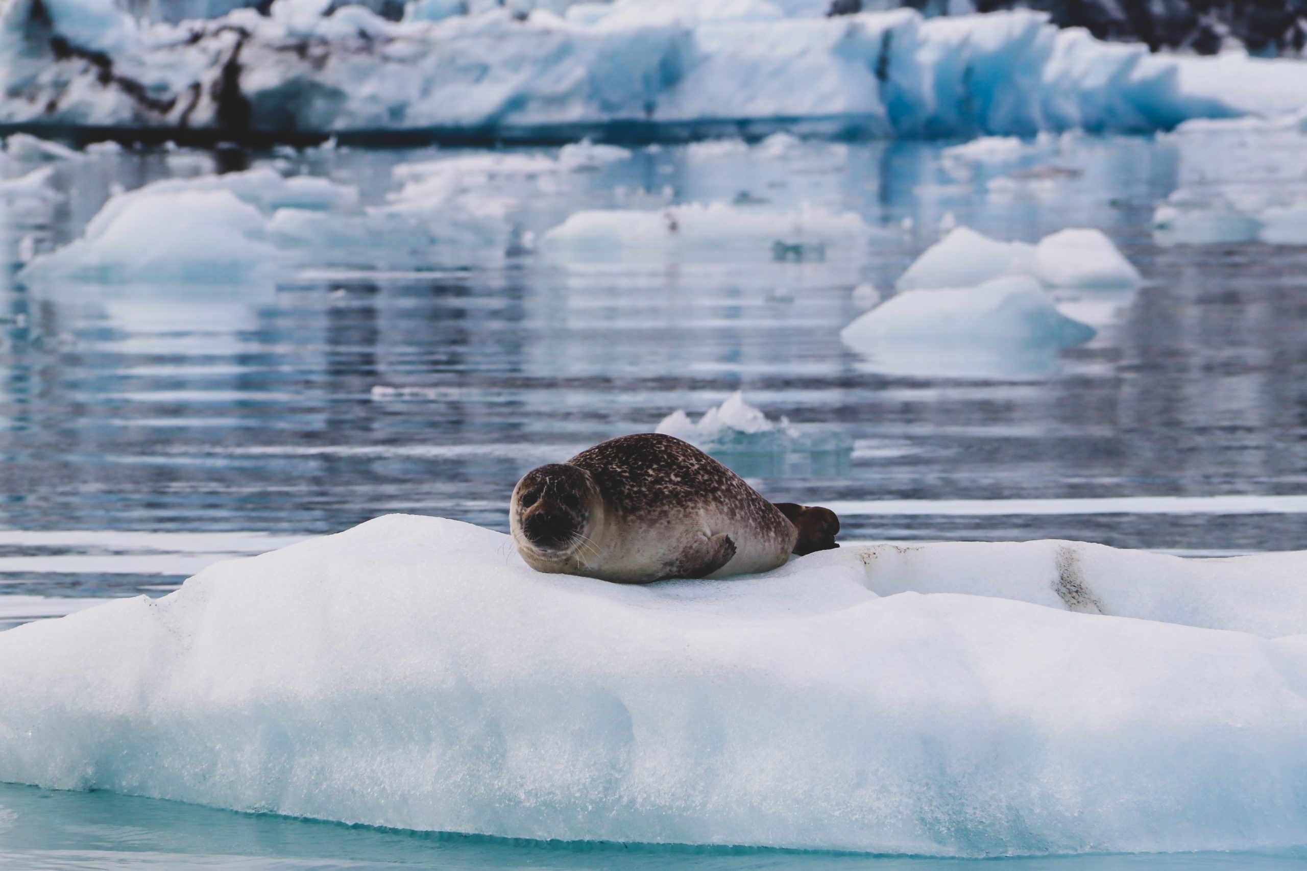 SEALS IN ICELAND